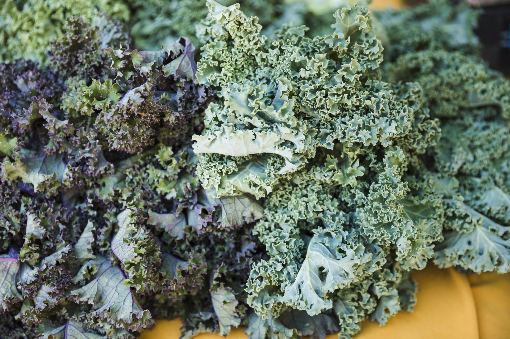 How to Store Kale? - Top Food Storage Reviews