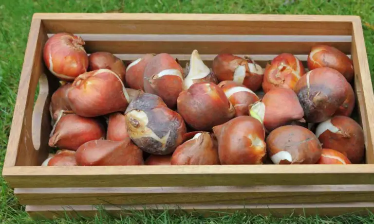 How to Store Tulip Bulbs? - Top Food Storage Reviews