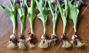 How to Store Tulip Bulbs? - Top Food Storage Reviews